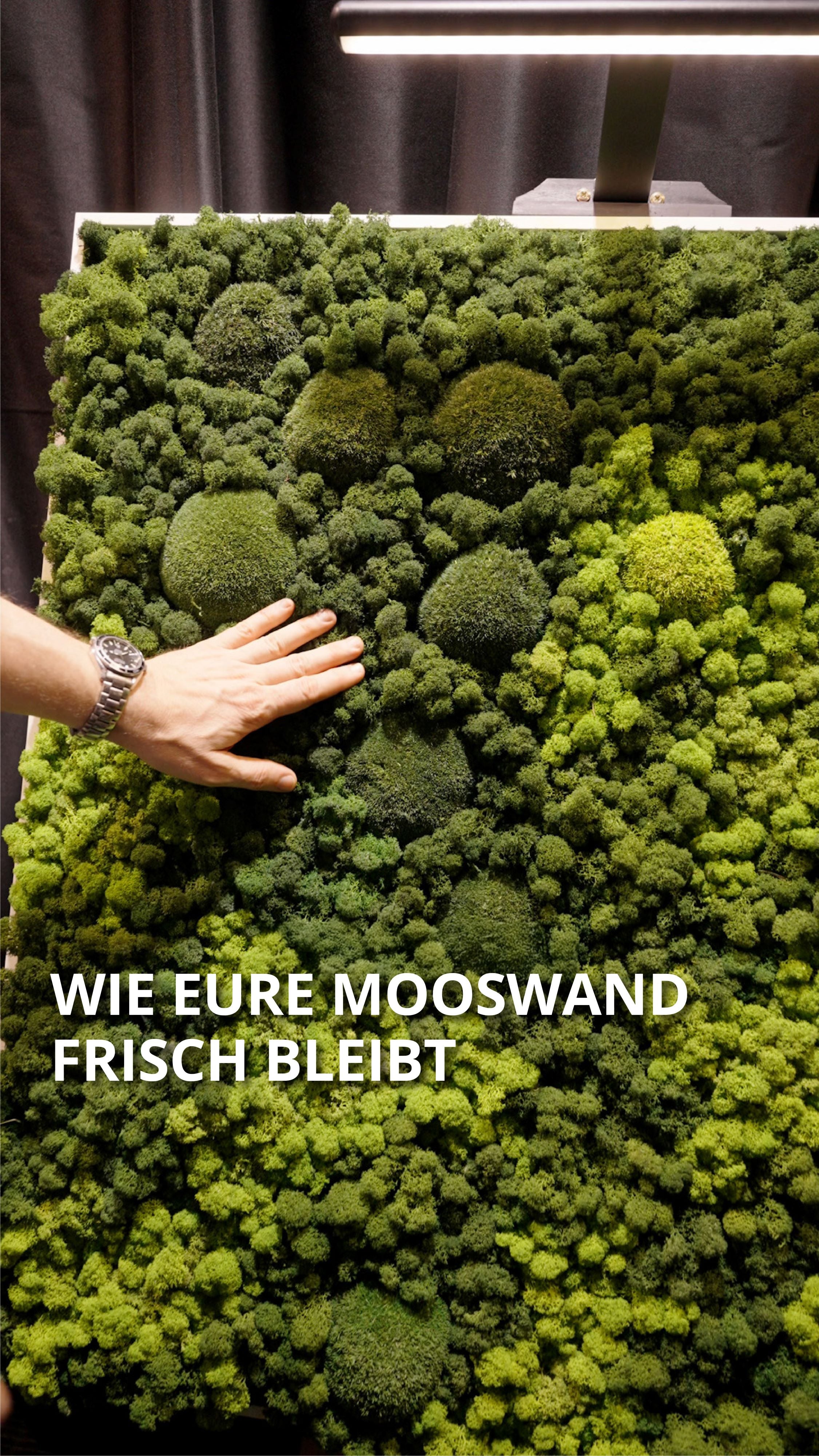 Wie eure Mooswand frisch bleibt! – Freund greenliving